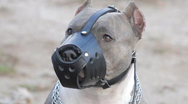 Agresividad. ¿Bozal o educación?Como tratar la agresividad canina.