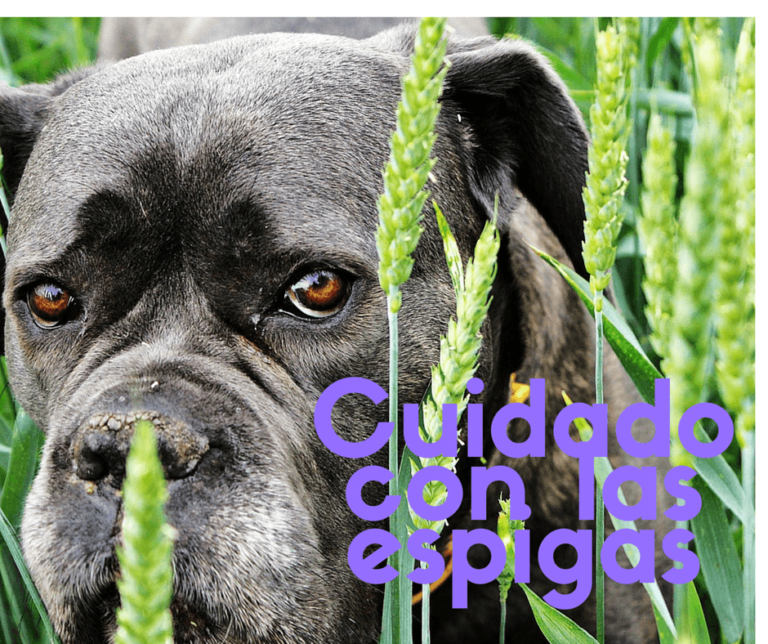 El peligro de las espigas en los perros