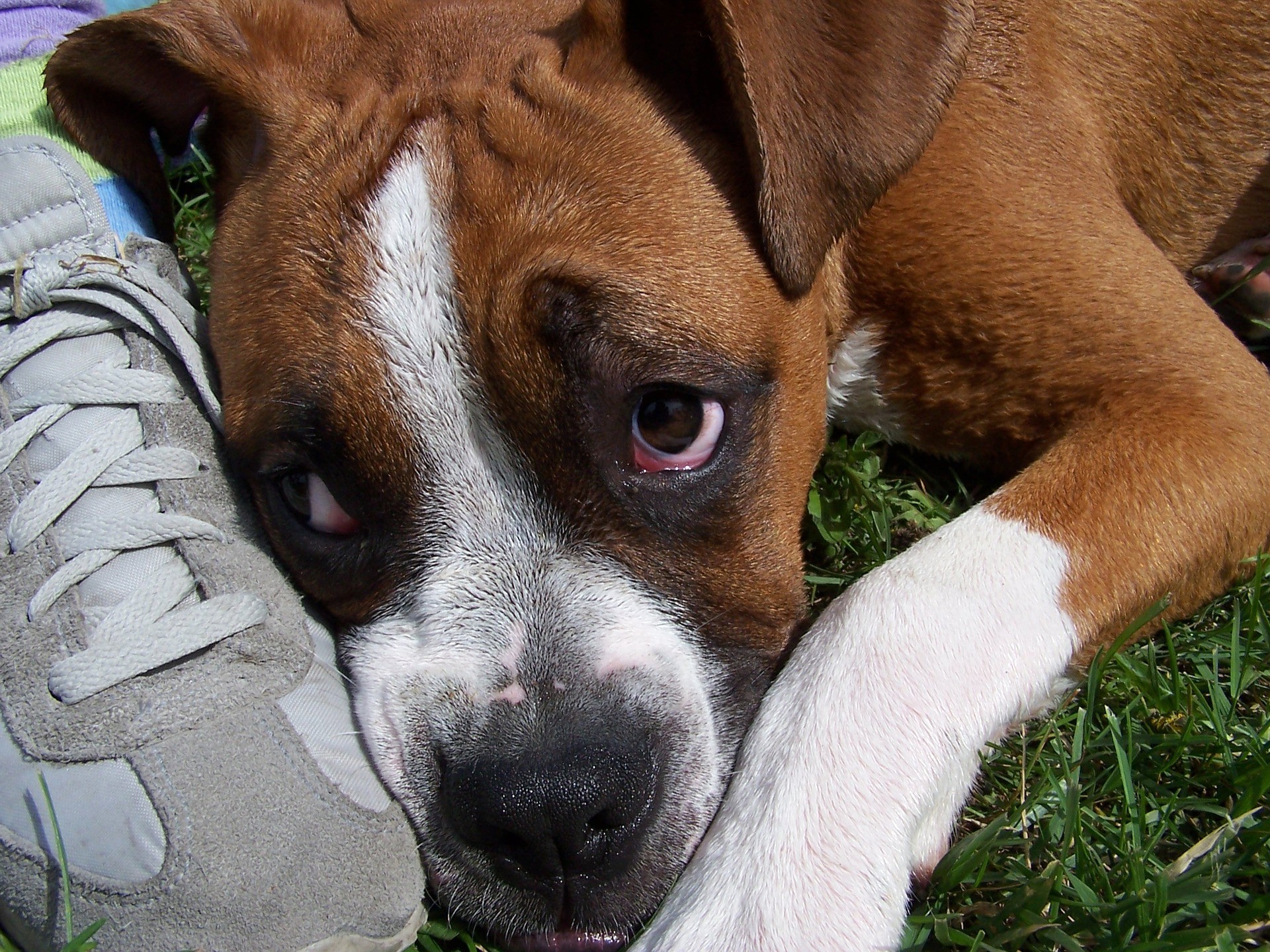 Educador Canino